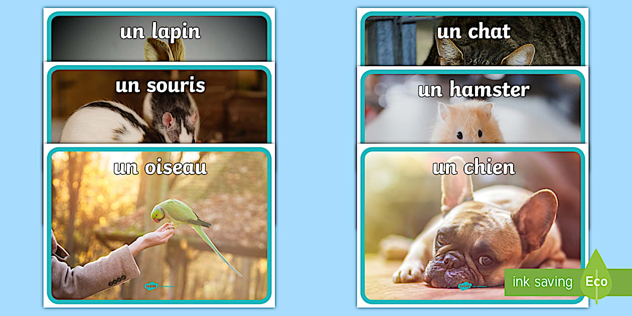 French Pets Display Photos (teacher made) - Twinkl