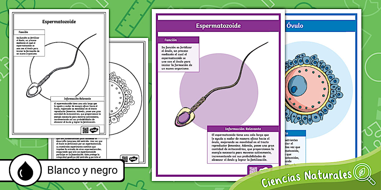 Óvulo | Espermatozoide | Fecundación | Reproducción | Gameto