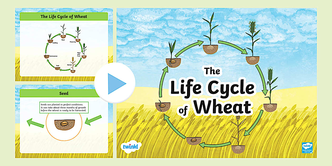 The Life Cycle of Wheat PowerPoint (teacher made) - Twinkl