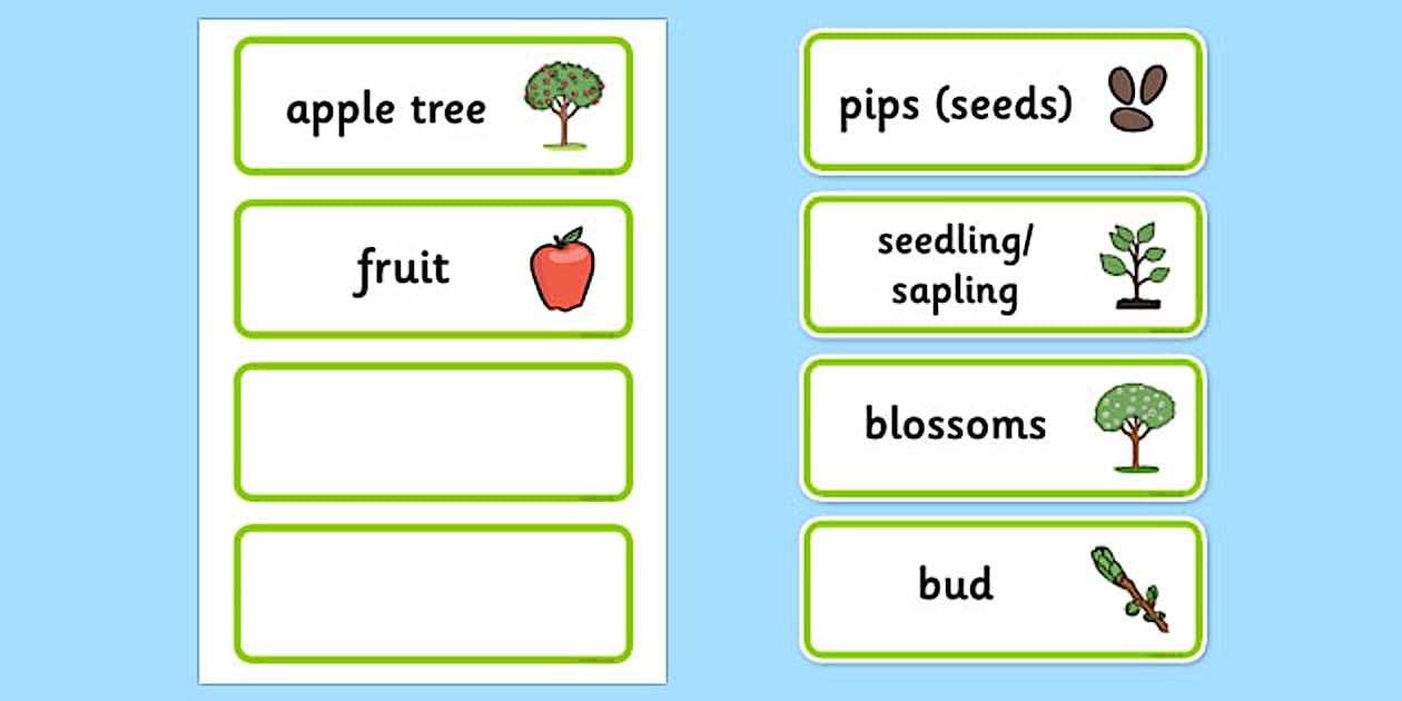 Apple Tree Life Cycle Word Cards (teacher made) - Twinkl