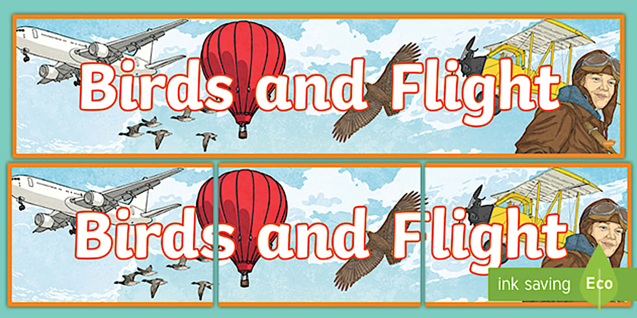 Birds and Flight Display Banner (teacher made) - Twinkl