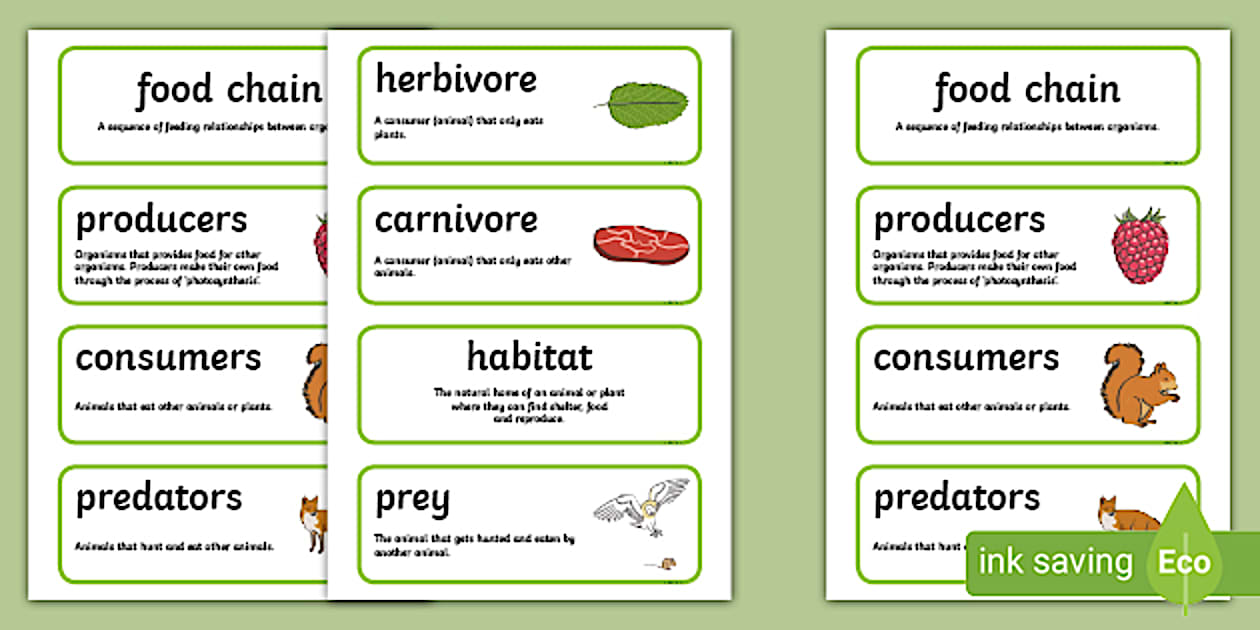 Food Chain Word Cards (teacher made) - Twinkl