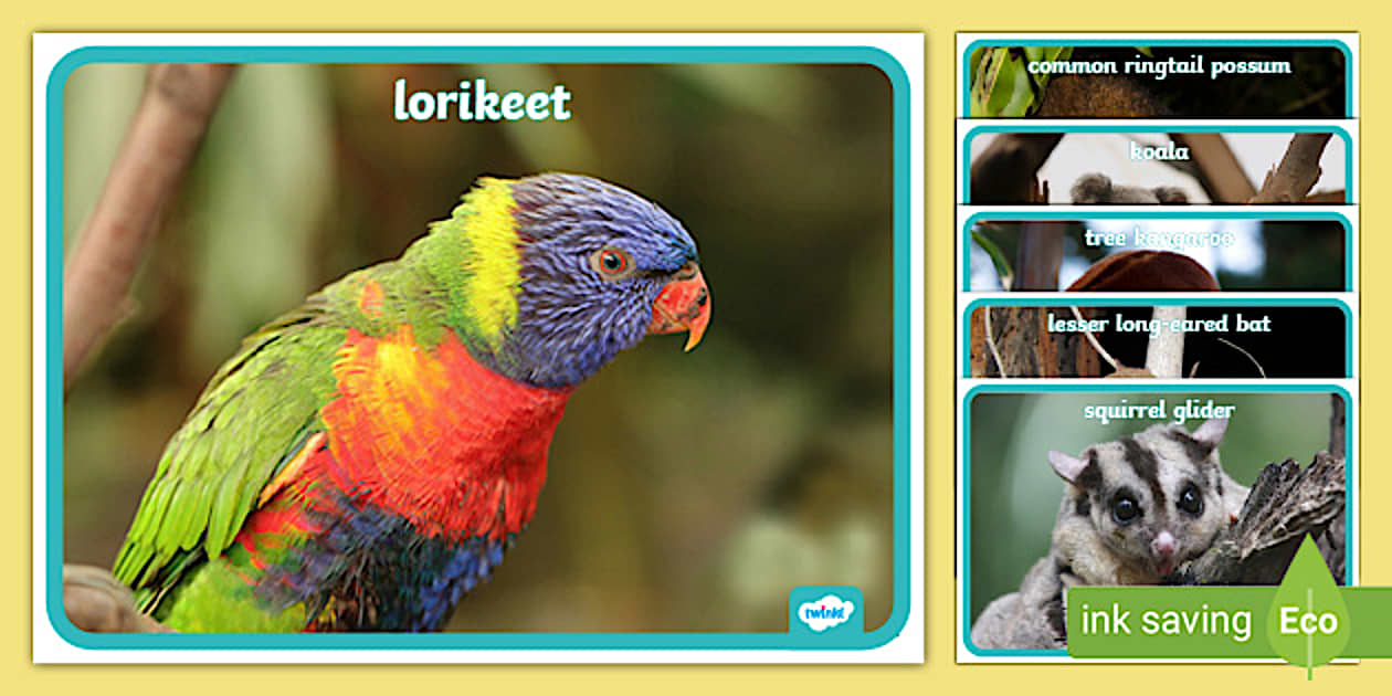 Australian Animals that Live in Trees Display Posters