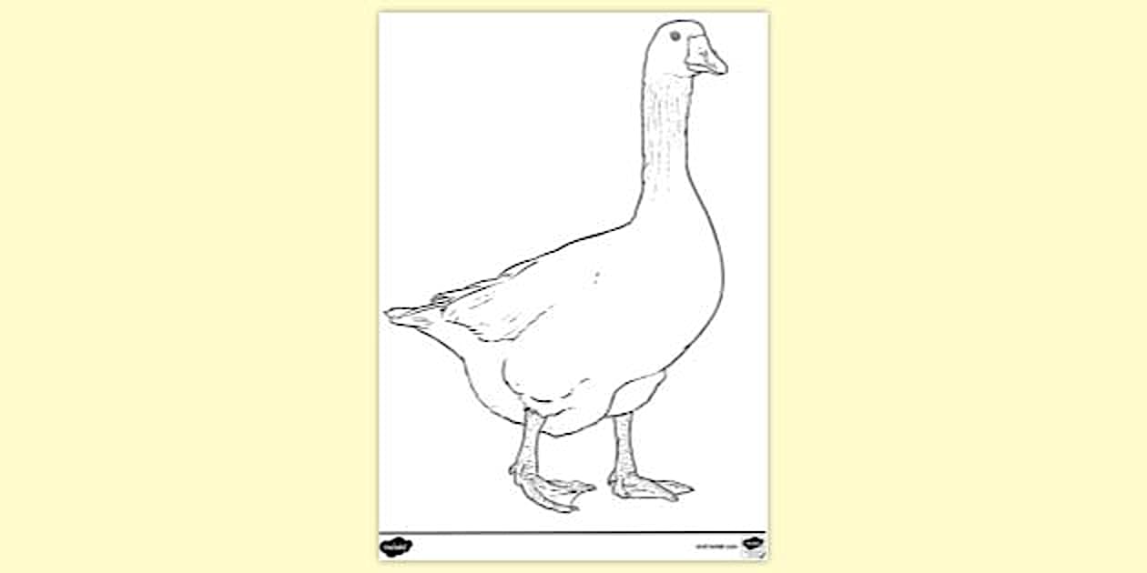 Goose Outline Colouring Page | Twinkl