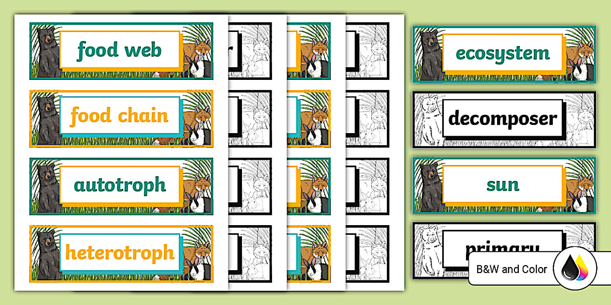 Food Web Word Cards for 3rd-5th Grade (teacher made)