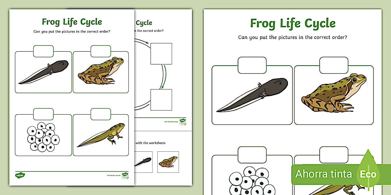 TAS Frog Lifecycle Worksheets (teacher made) - Twinkl