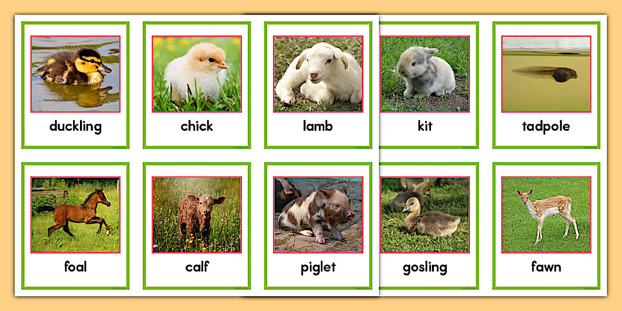 Animal Match Game Printable | Spring Resource | Twinkl USA