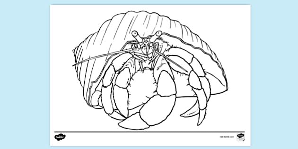 Hermit Crab Colouring | Colouring Sheets (teacher made)
