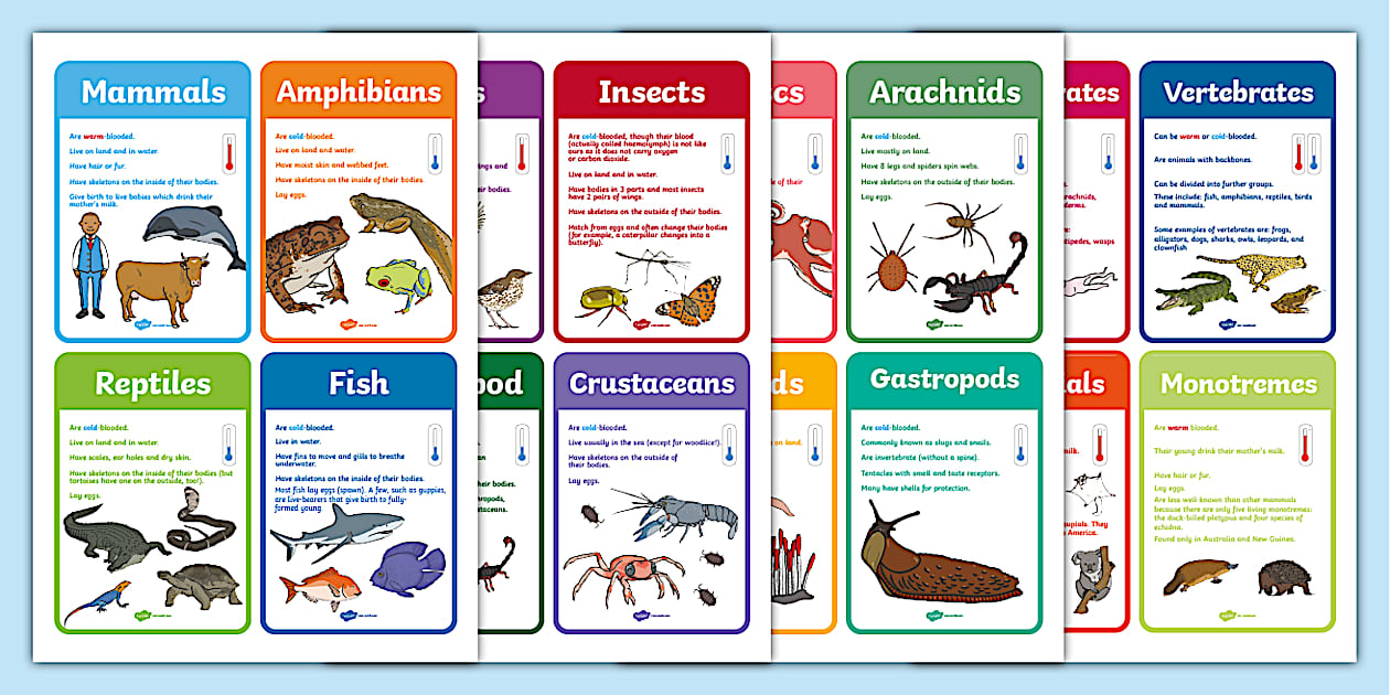 Animal Groups Classification Cards (Hecho por educadores)
