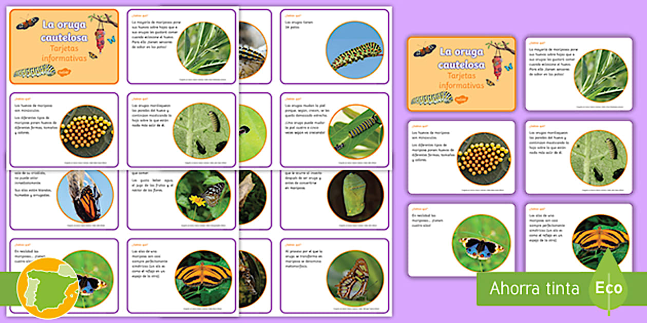 Tarjetas informativas: La oruga cautelosa - Twinkl