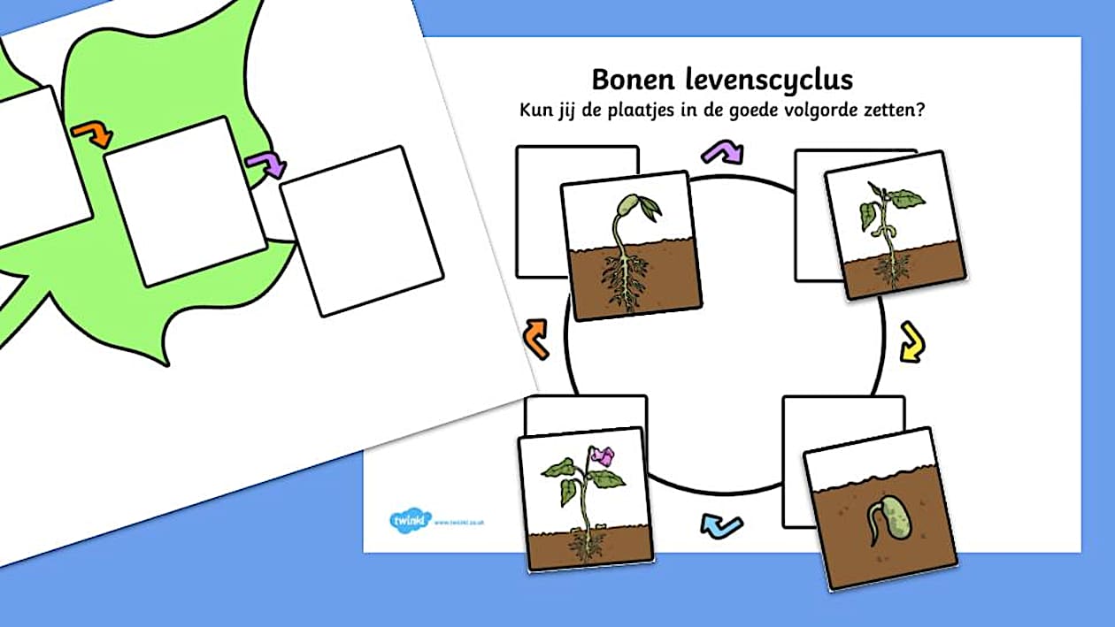 Werkblad voor de levenscyclus van bonen (teacher made)