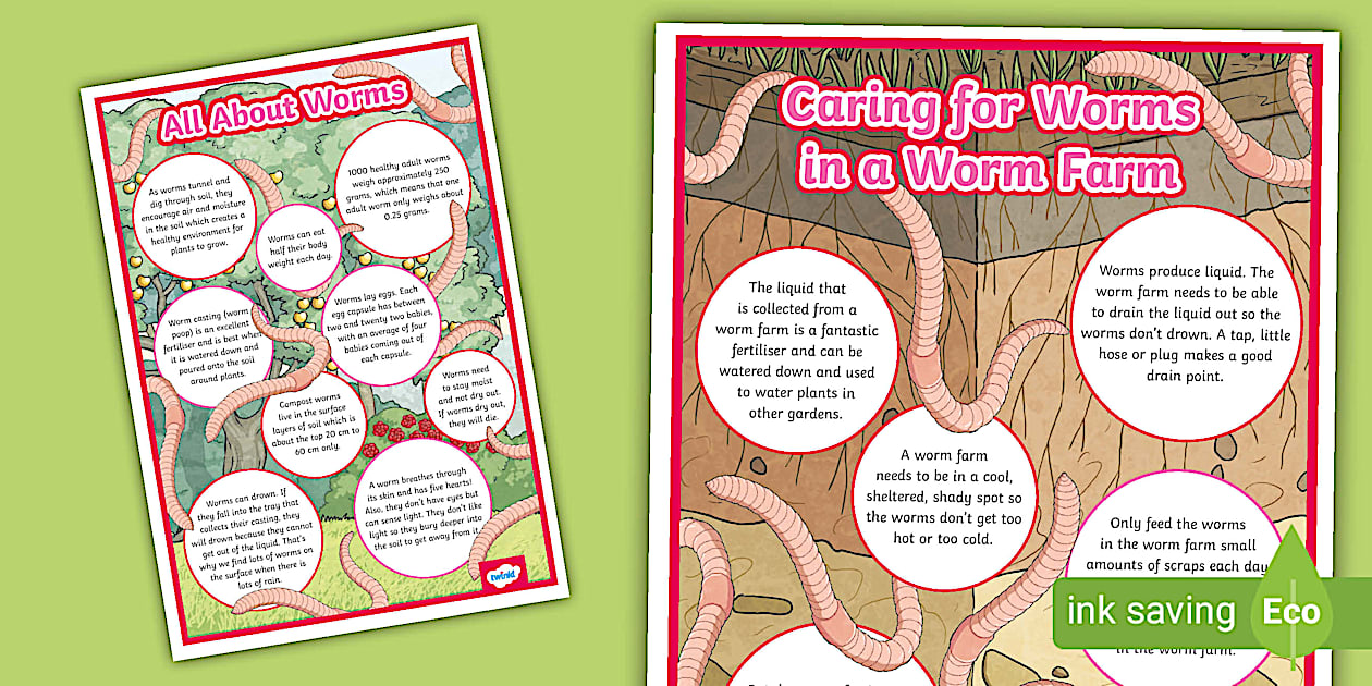 Worms and Worm Farm Care Display Facts Posters Ι Twinkl