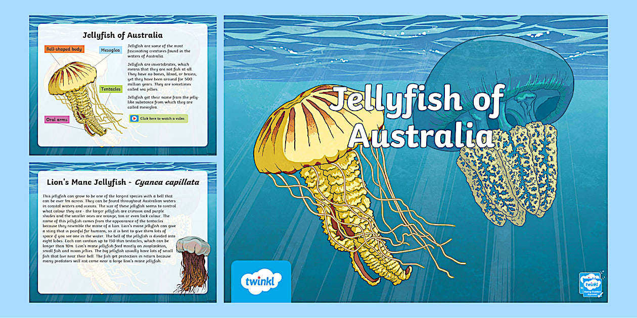 Jellyfish of Australia PowerPoint | Science | Twinkl