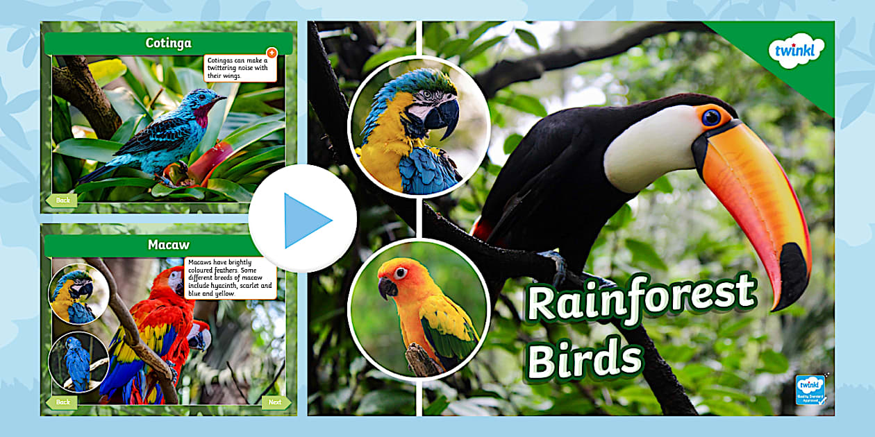 Rainforest Birds Photo Powerpoint (teacher made) - Twinkl