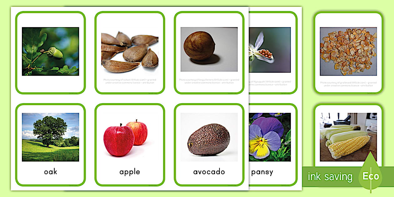 Seeds and Plants Matching Cards (teacher made) - Twinkl