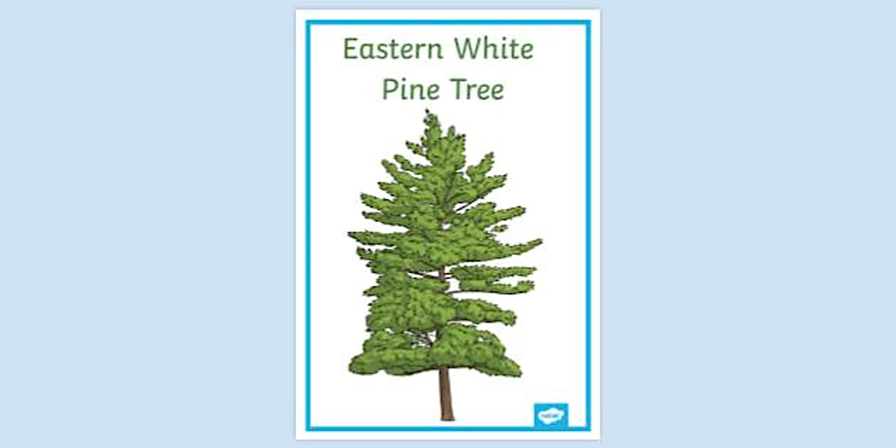 White Pine Tree Display Poster | Display Posters - Twinkl