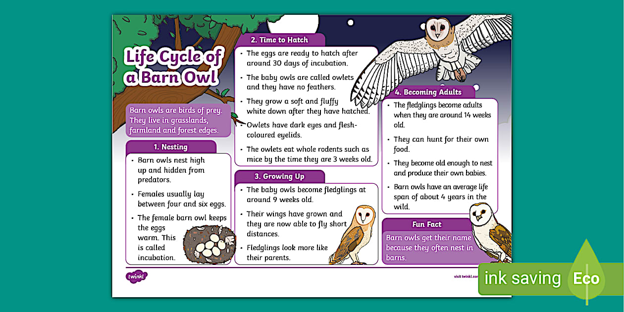 Life Cycle of a Barn Owl Fact File - Twinkl - KS1 - Twinkl