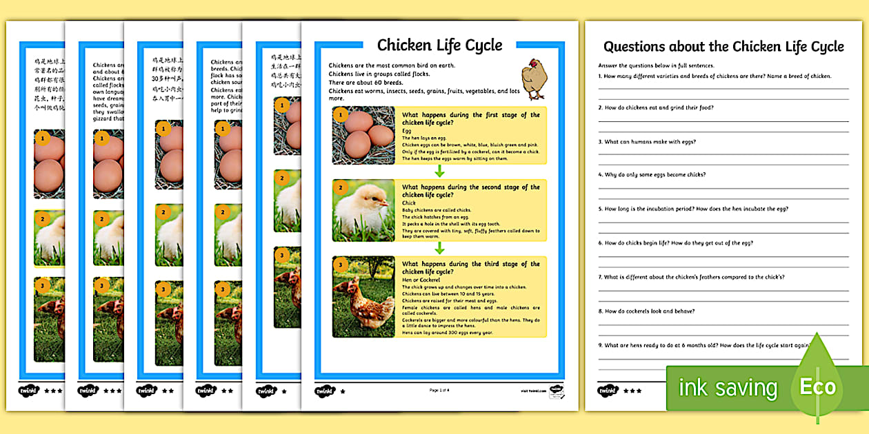 Chicken Life Cycle Differentiated Reading Comprehension Activity