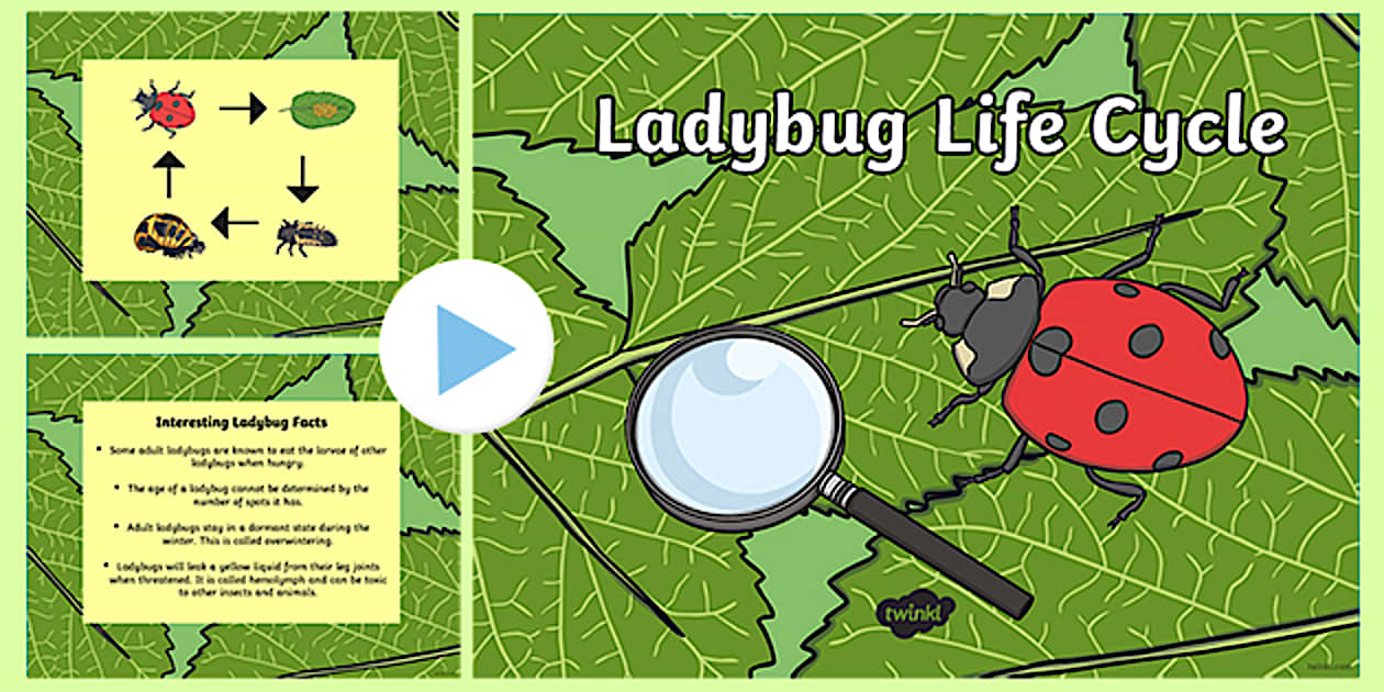 Ladybug Life Cycle PowerPoint - Twinkl
