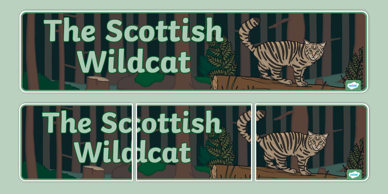 The Scottish Wildcat Display Banner (teacher made) - Twinkl