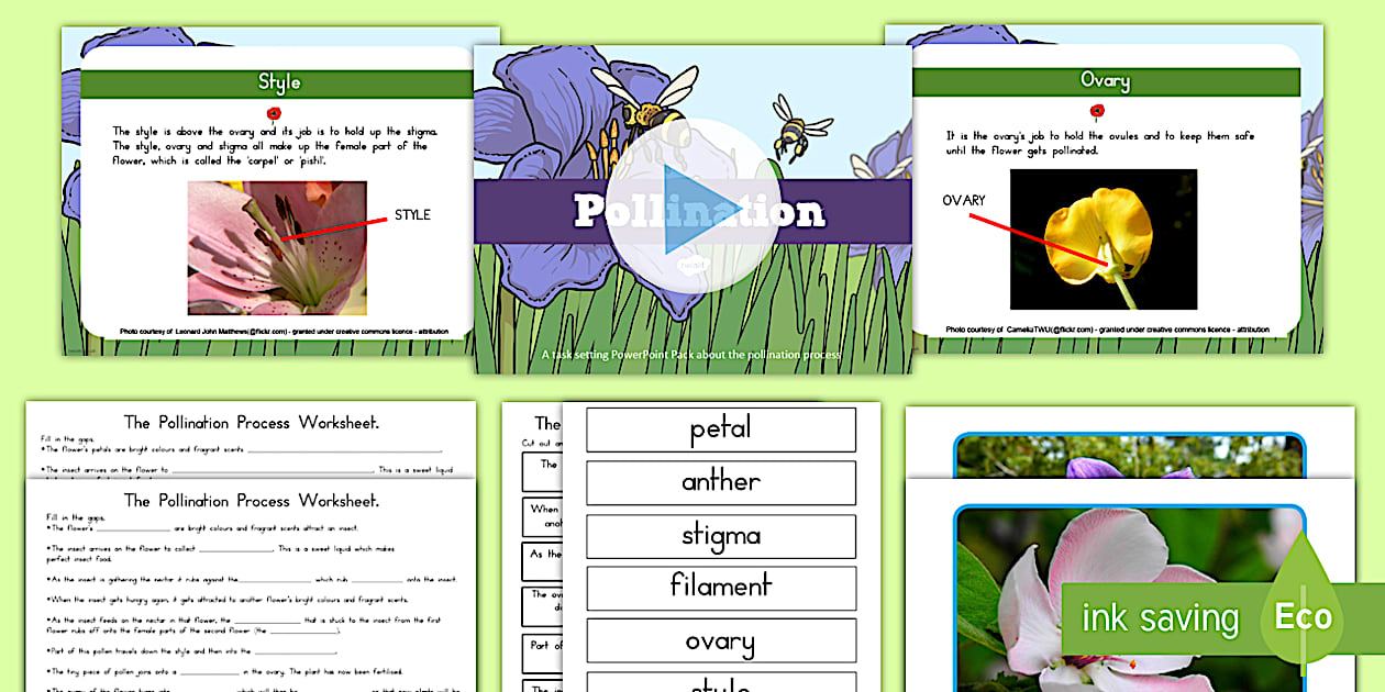 Life Cycles Flower Pollination Task Setter PowerPoint