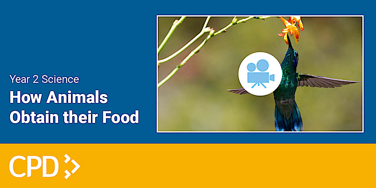 How to Teach Year 2 to Describe How Animals Obtain their Food from ...