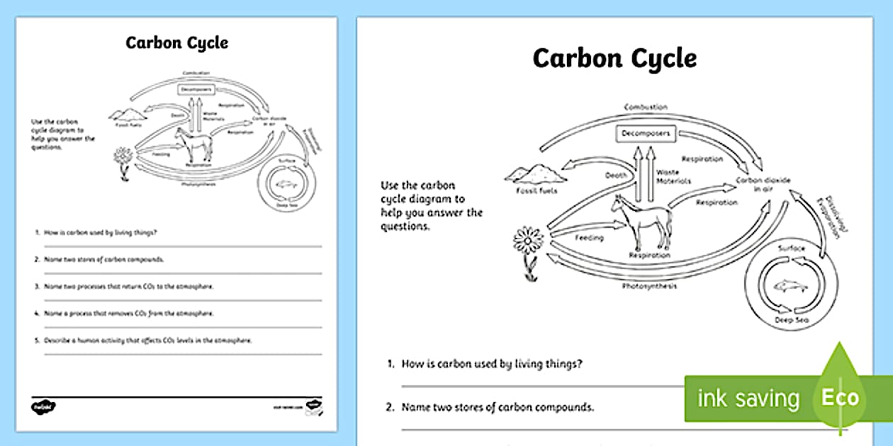 Carbon Cycle Worksheet Worksheet | Earth and Space Science