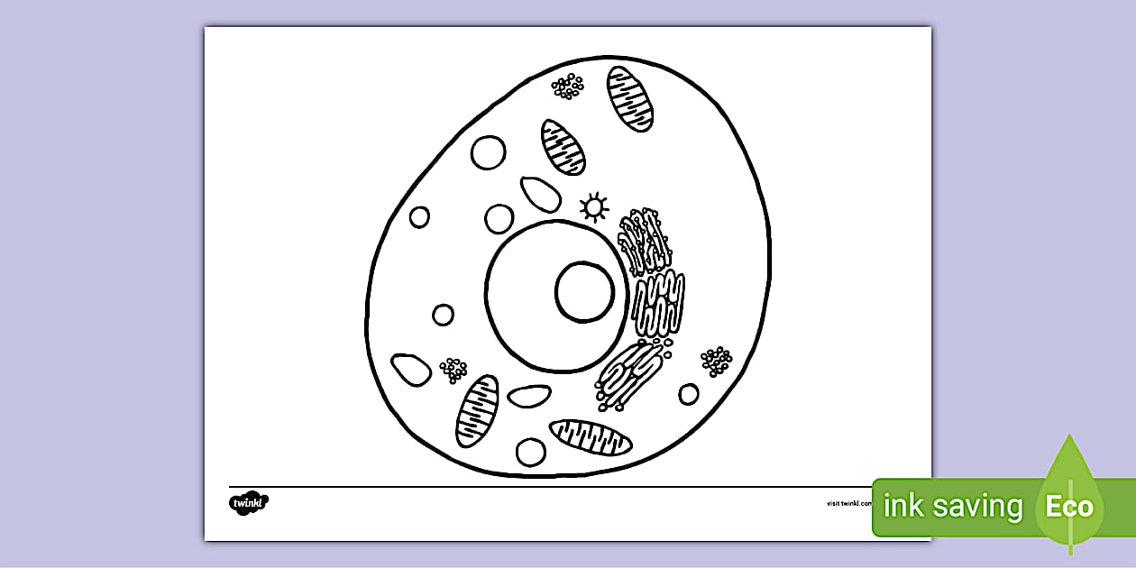 Animal Cell Colouring Sheet | Colouring Sheets Twinkl