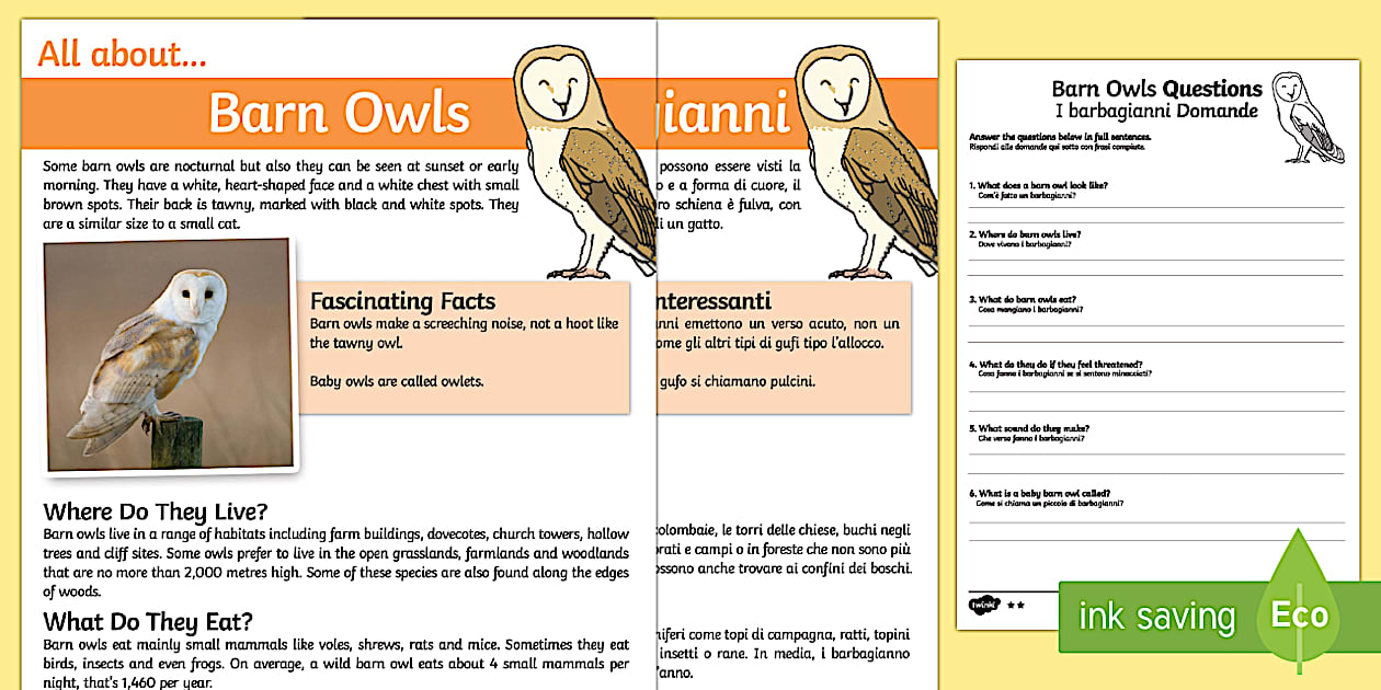 Middle Ability Barn Owls Reading Comprehension English/Italian