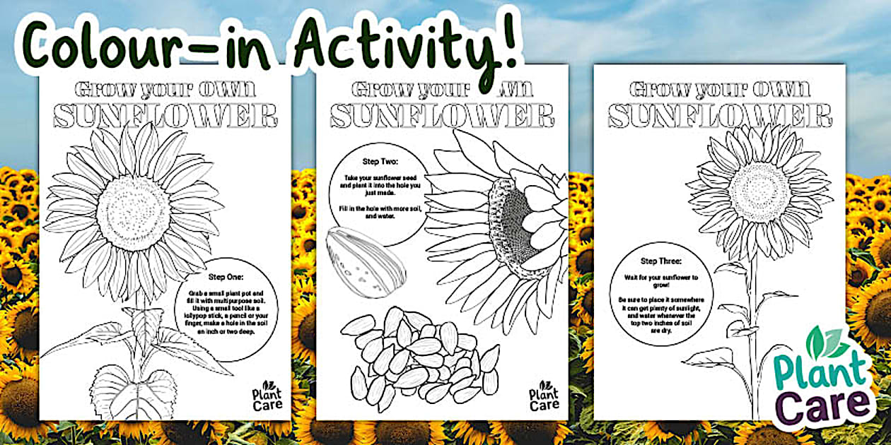Grow Your Own Sunflower Colouring Activity - Twinkl