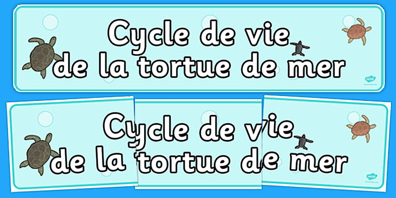 Banderole d'affichage : le cycle de vie de la tortue de mer