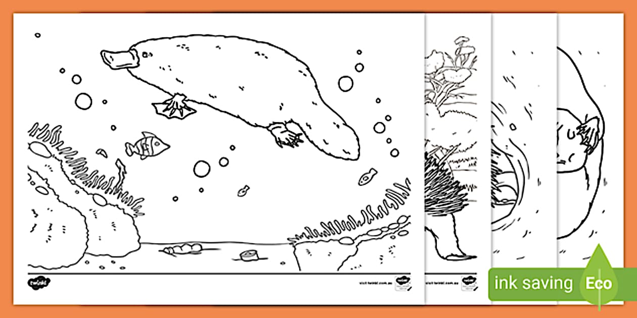 Monotremes Colouring Pages (teacher made) - Twinkl