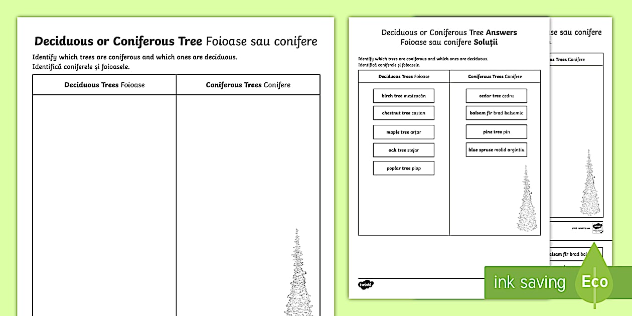 Deciduous or Coniferous Tree Activity - Romanian/English - Engleză / Română