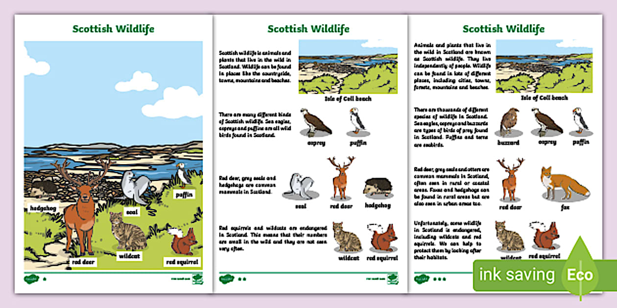 Let's Learn About Scottish Wildlife Fact File (teacher made)