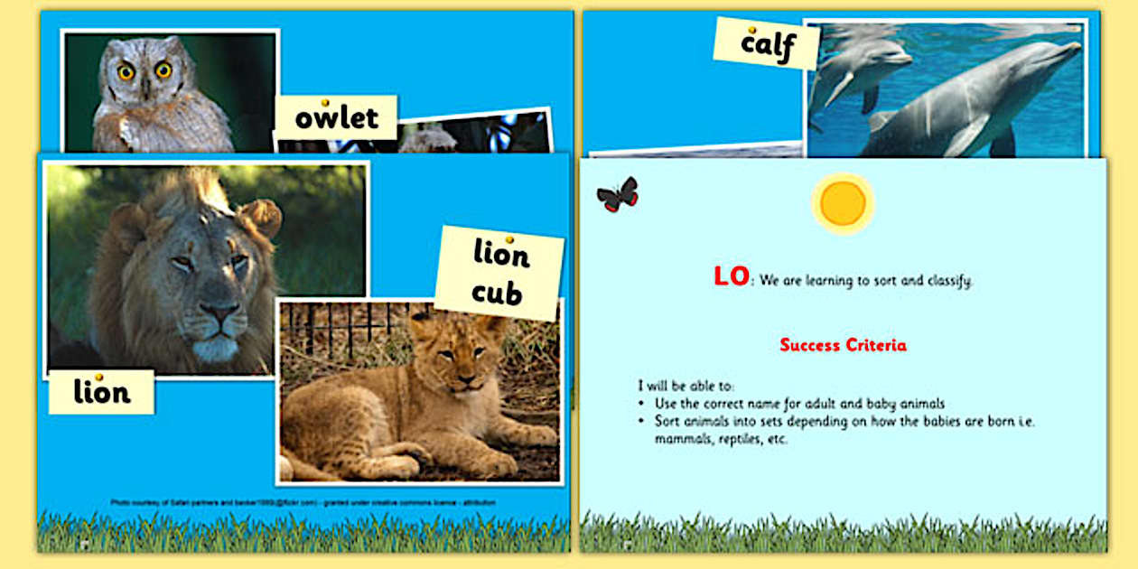 KS1 Baby Animals and Their Mothers PowerPoint - Teacher-made