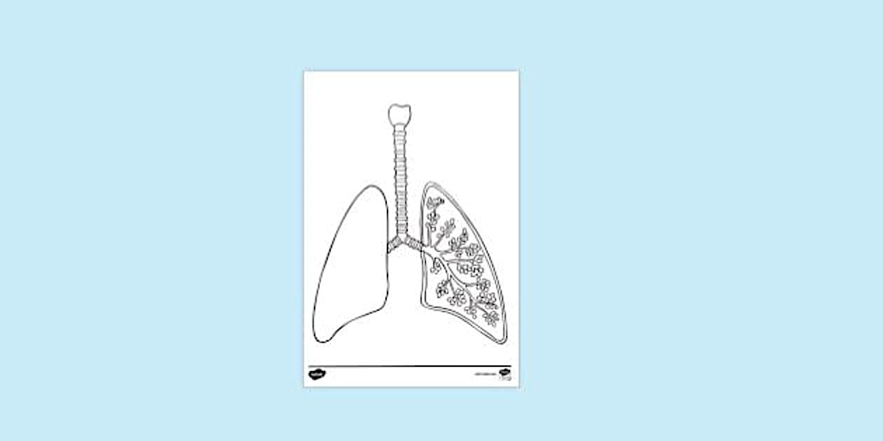 Lung Diagram Colouring Sheet | Colouring Sheets | Twinkl