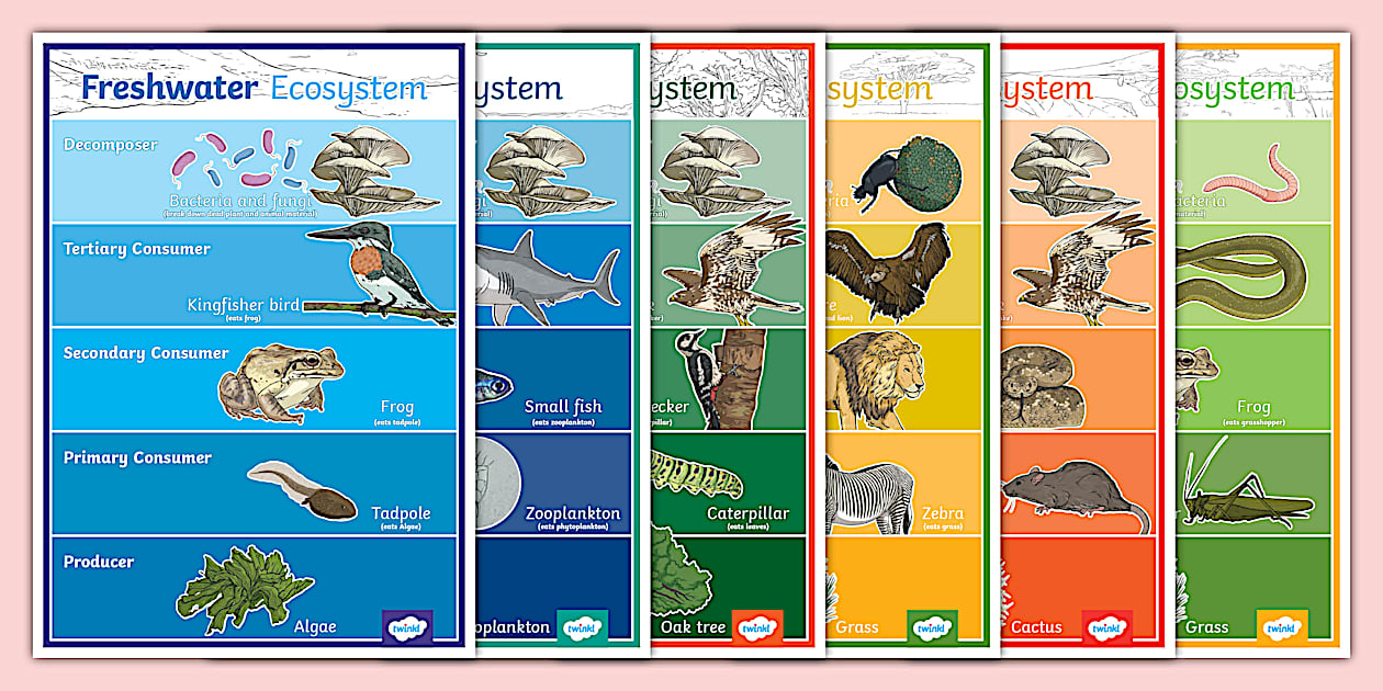 Food Chain Diagram in Different Habitats Posters | Twinkl ZA