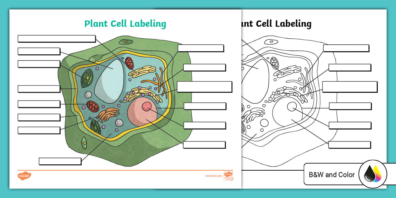 Plant Cell Labeling Worksheet for 6th-8th Grade - Twinkl