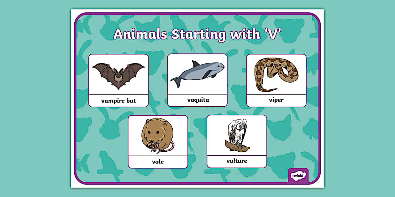 Animals Starting with Letter 'V' Display Poster