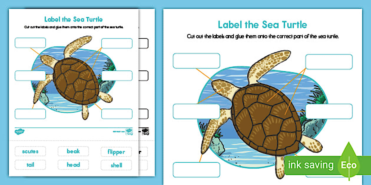 Early Childhood Label the Sea Turtle Cut and Paste Worksheet