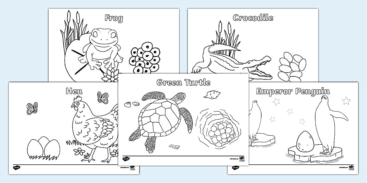 Animals and their Eggs Colouring Sheets (teacher made)