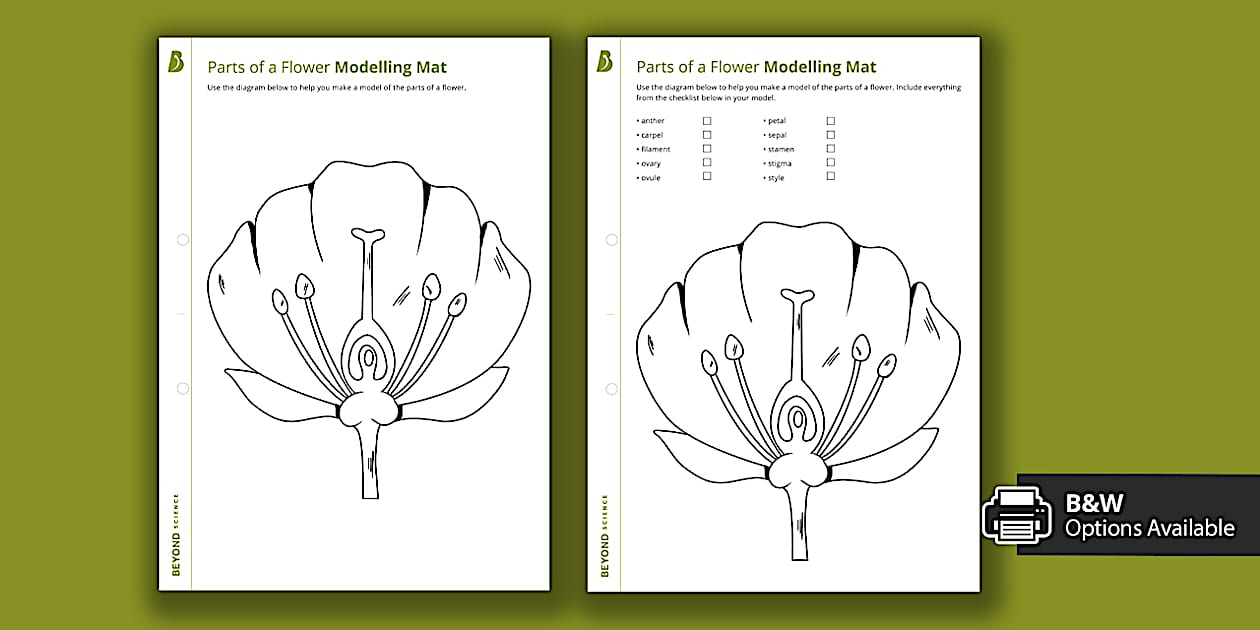 Parts of a Flower Modelling Mat - Twinkl