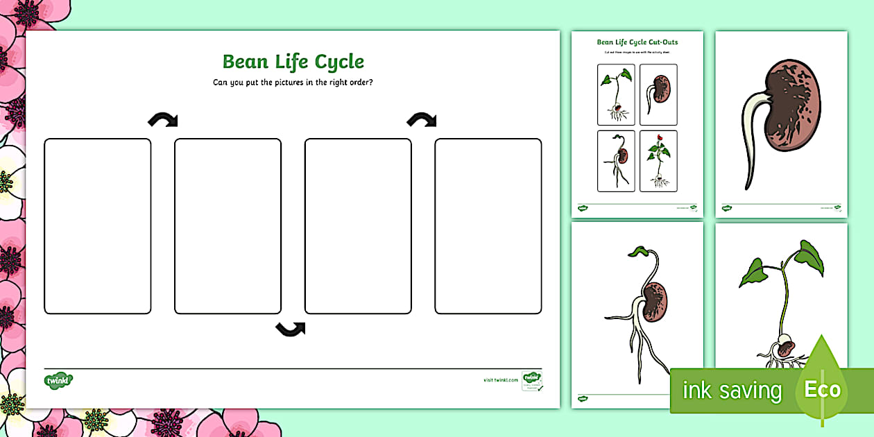 Black and White Bean Growth Posters (teacher made) - Twinkl