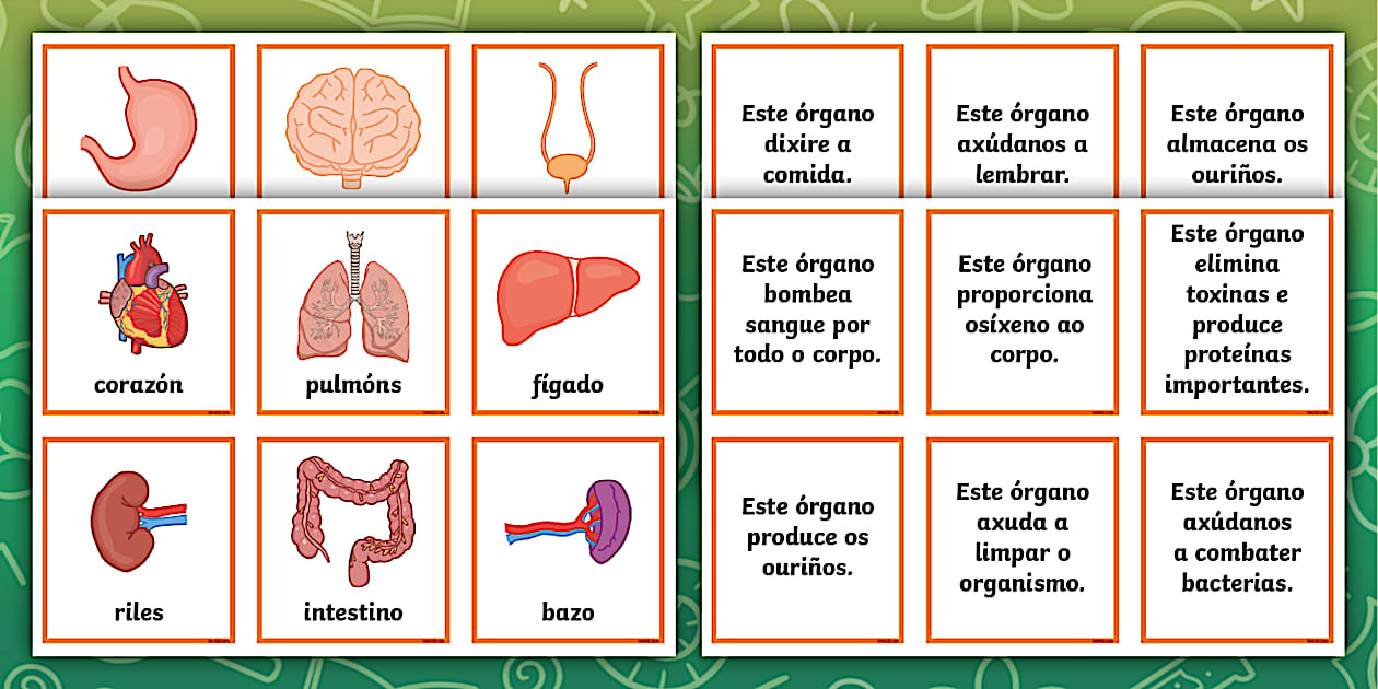 Tarxetas de emparellar: Os órganos do corpo humano - Galego
