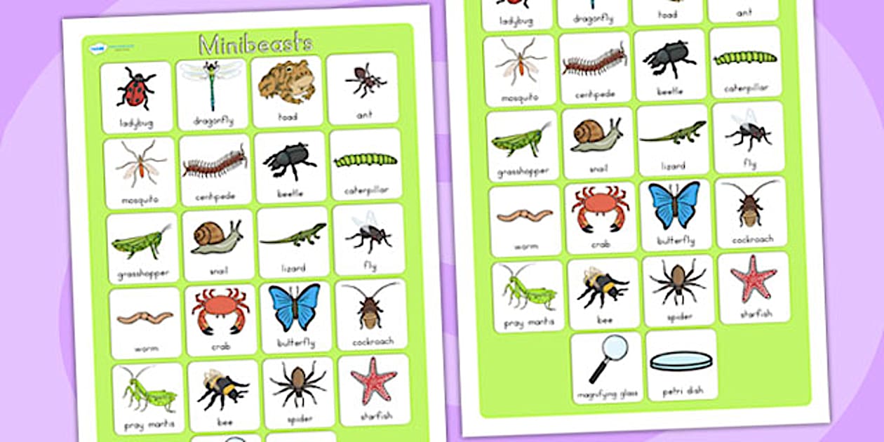 Minibeasts Vocabulary Poster Mat (teacher made) - Twinkl