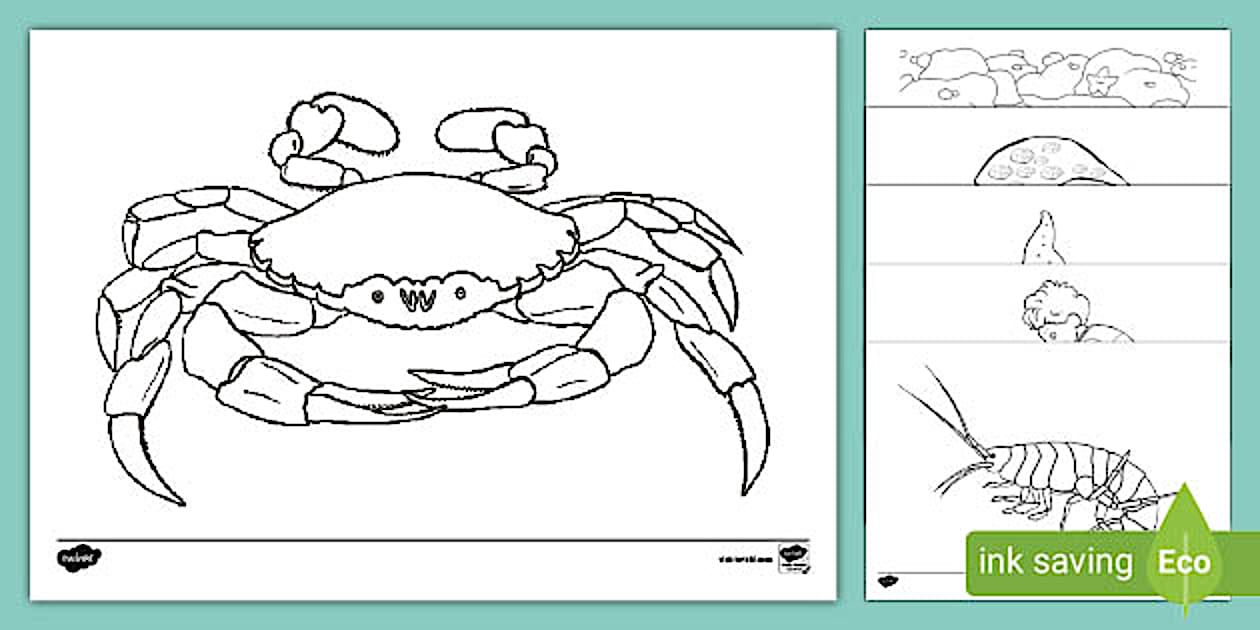 Rock Pool Colouring Pages (teacher made) - Twinkl