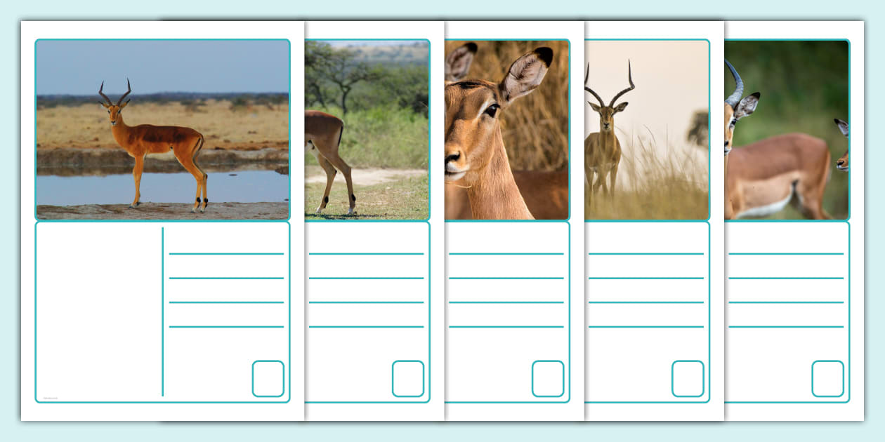 Antelope Postcards | Twinkl | Stationery | Postcards | KS1