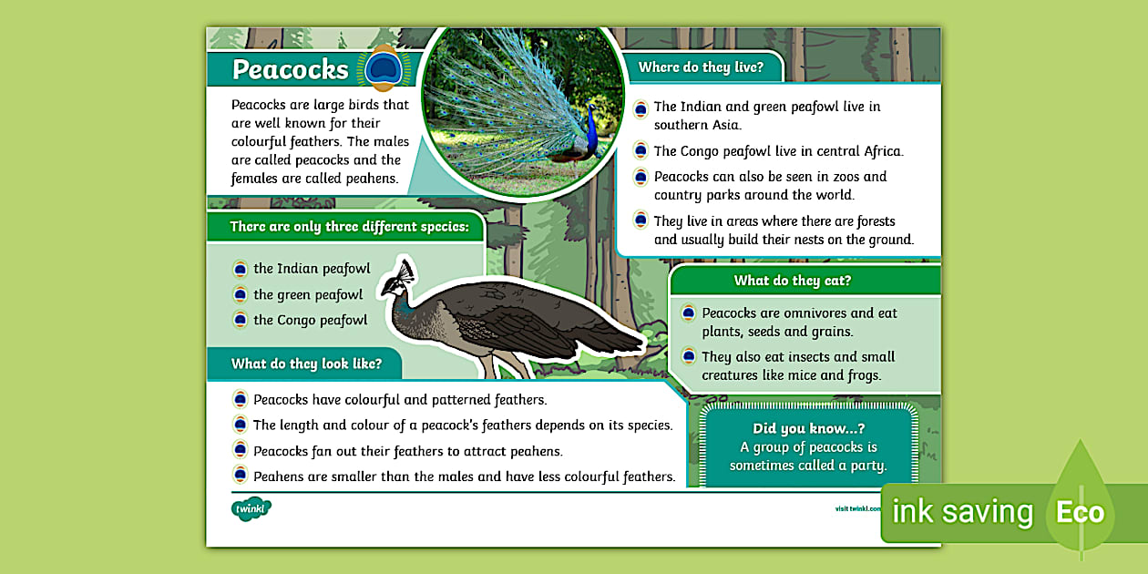 KS1 Peacock Fact File - Twinkl - KS1 (l'enseignant a fait)