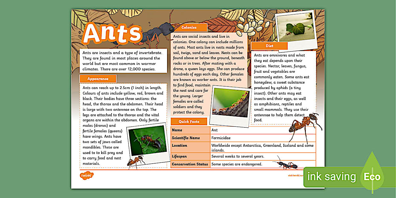 Ants Fact File - Animals - Twinkl - KS2 (teacher made)