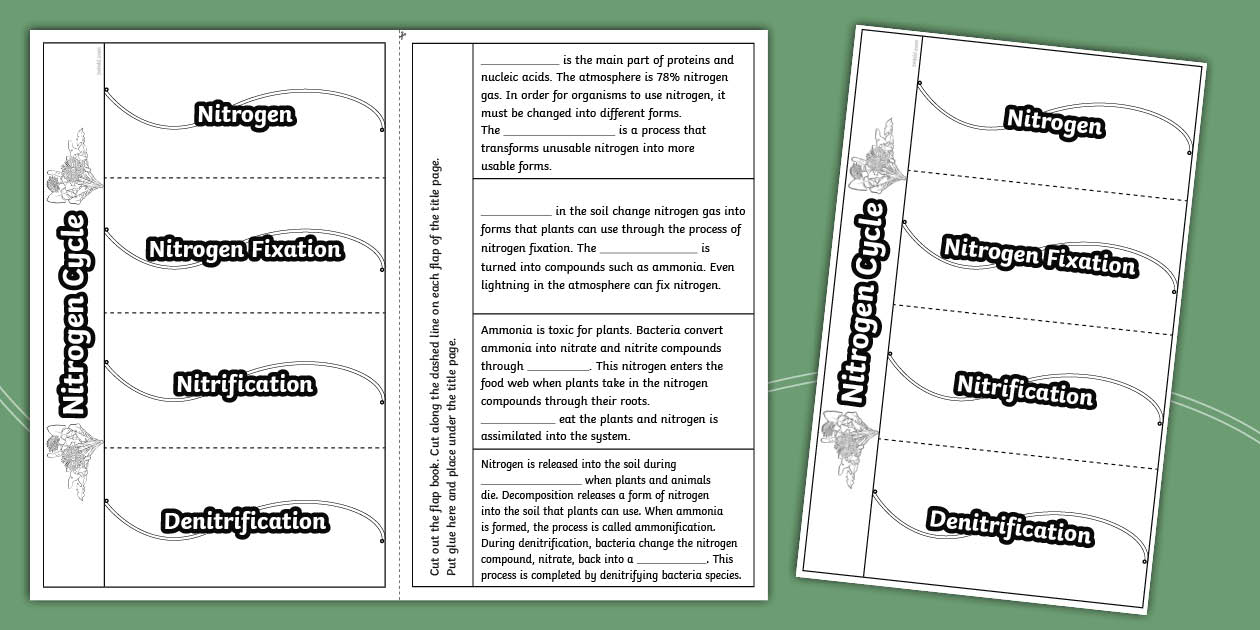 Nitrogen Cycle Flap Book for 6th-8th Grade (teacher made)